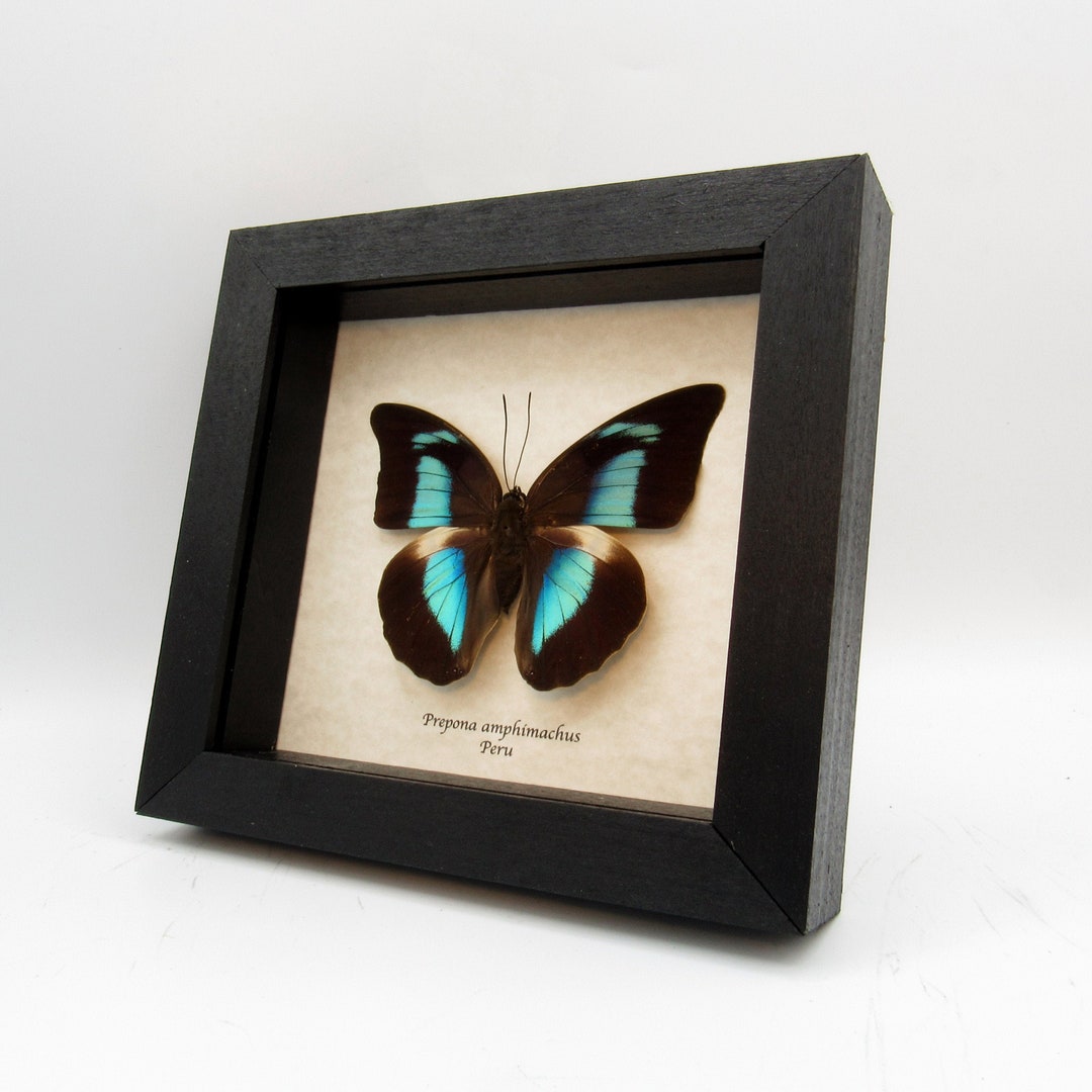 Real Framed Taxidermy Iridescent Butterfly - Prepona Amphimachus ...