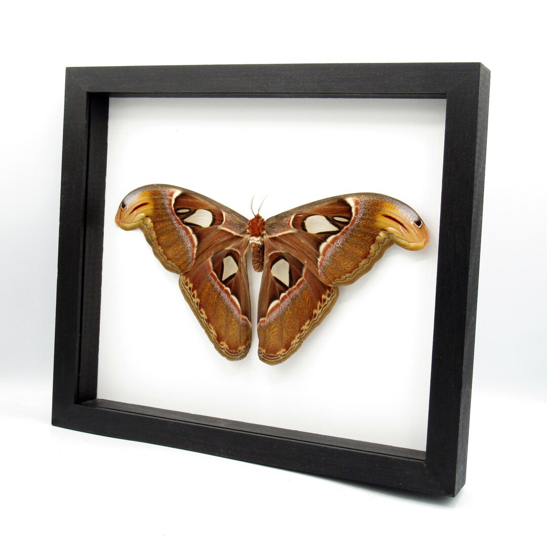 XL Framed Atlas Moth - Attacus Atlas - Female - Victorian Mount - 9.9 ...