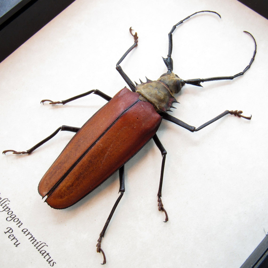 Real Giant Longhorn Beetle Framed Taxidermy Callipogon | Etsy