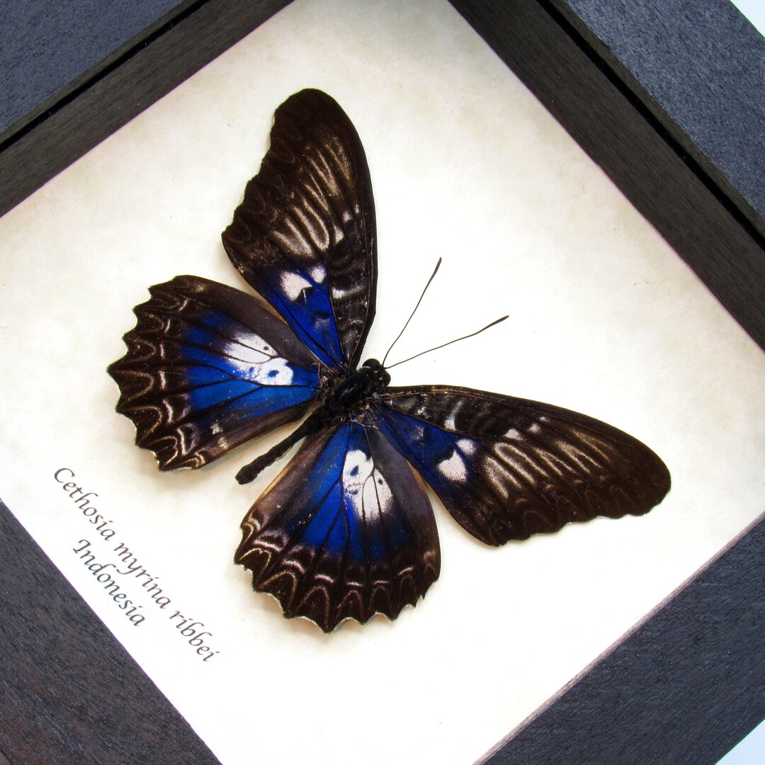 Rare Iridescent Blue Lacewing Butterfly Framed Taxidermy Cethosia ...