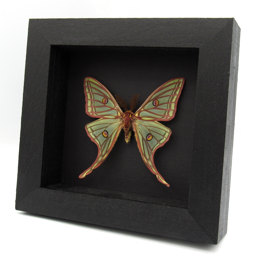 Rare Large Spanish Moon Moth Framed Taxidermy - Graellsia Isabellae - Etsy