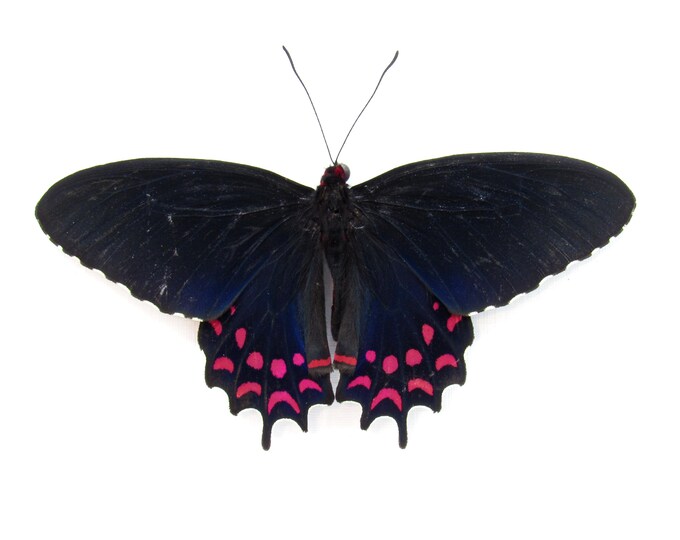 Rare Iridescent Cattleheart Butterfly Framed Taxidermy - Parides ...