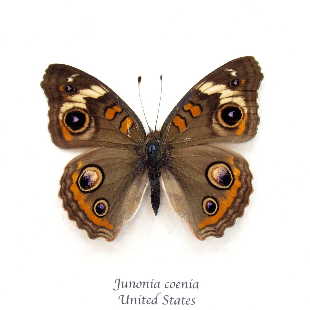 Real Buckeye Butterfly Framed Taxidermy Junonia Coenia - Etsy