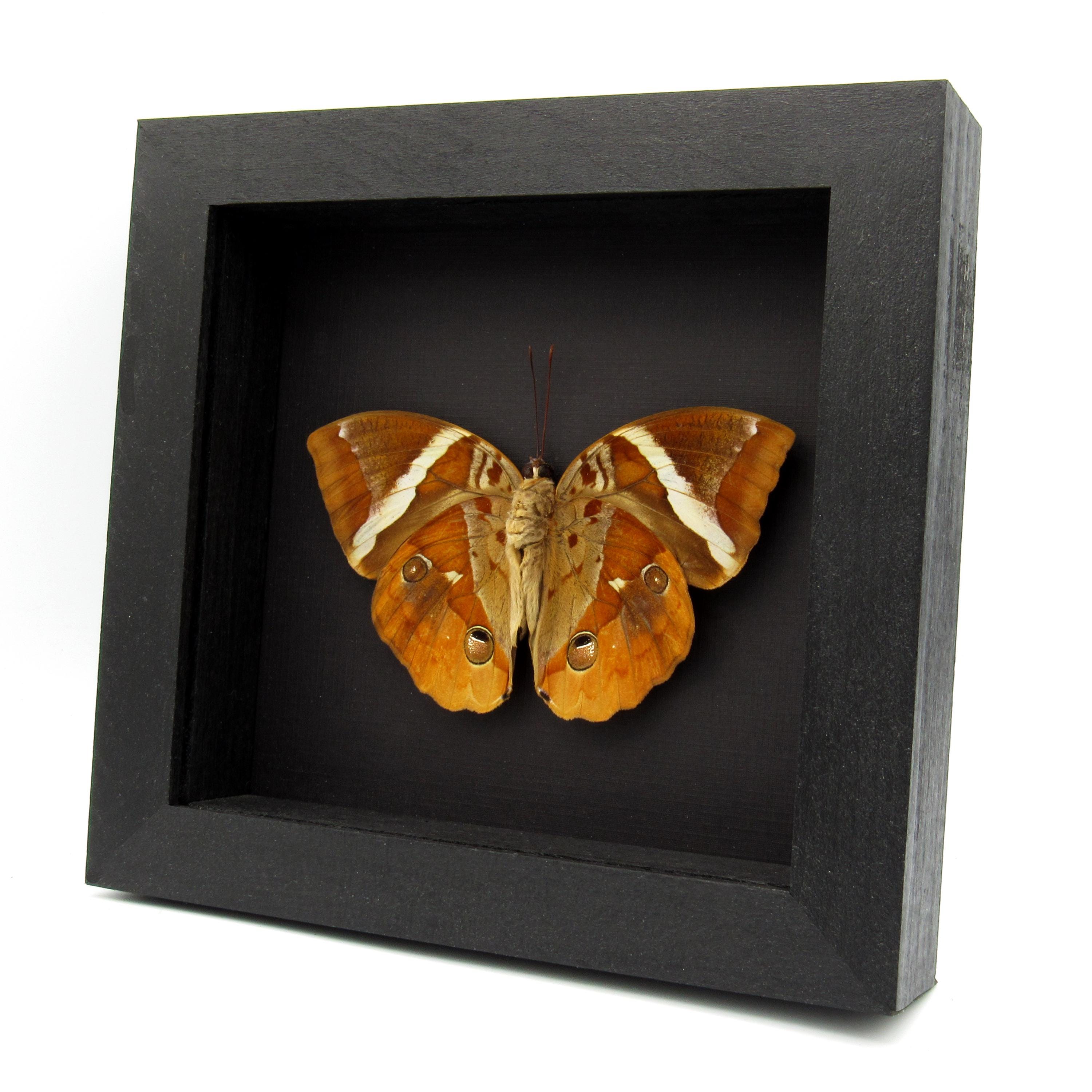 Very Large Real Tufted Jungle King Butterfly Framed Specimen Thauria ...