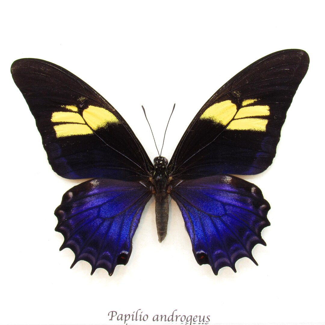 Rare Queen Swallowtail Butterfly Framed Taxidermy Papilio Androgeus ...