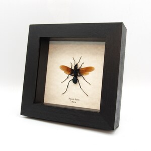 Rare Tarantula Hawk Wasp Framed Taxidermy Pepsis Heros 2.2 Inch ...