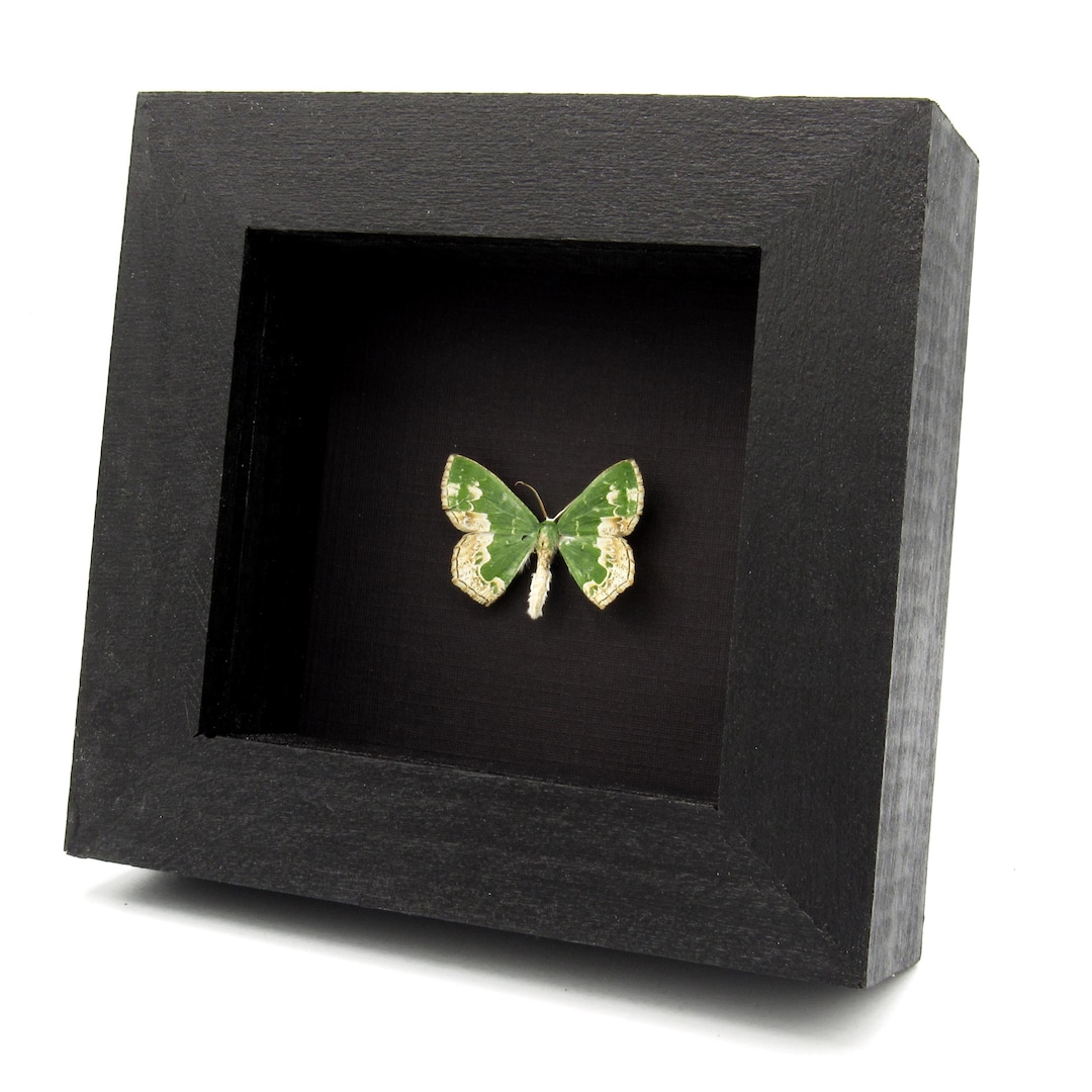 Real Green Geometer Moth Framed Specimen - Eucyclodes Difficta - Etsy