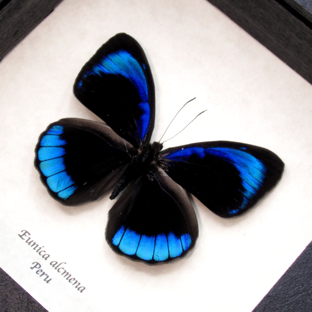 Real Metallic Blue Butterfly Framed Taxidermy Eunica Acmena - Etsy