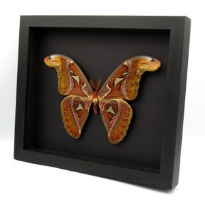 Real Giant Atlas Moth Framed Specimen Attacus Atlas 8.65 Inch Wingspan ...