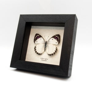 Real Purple Tip Butterfly Framed Taxidermy - Colotis Regina - Female - Etsy