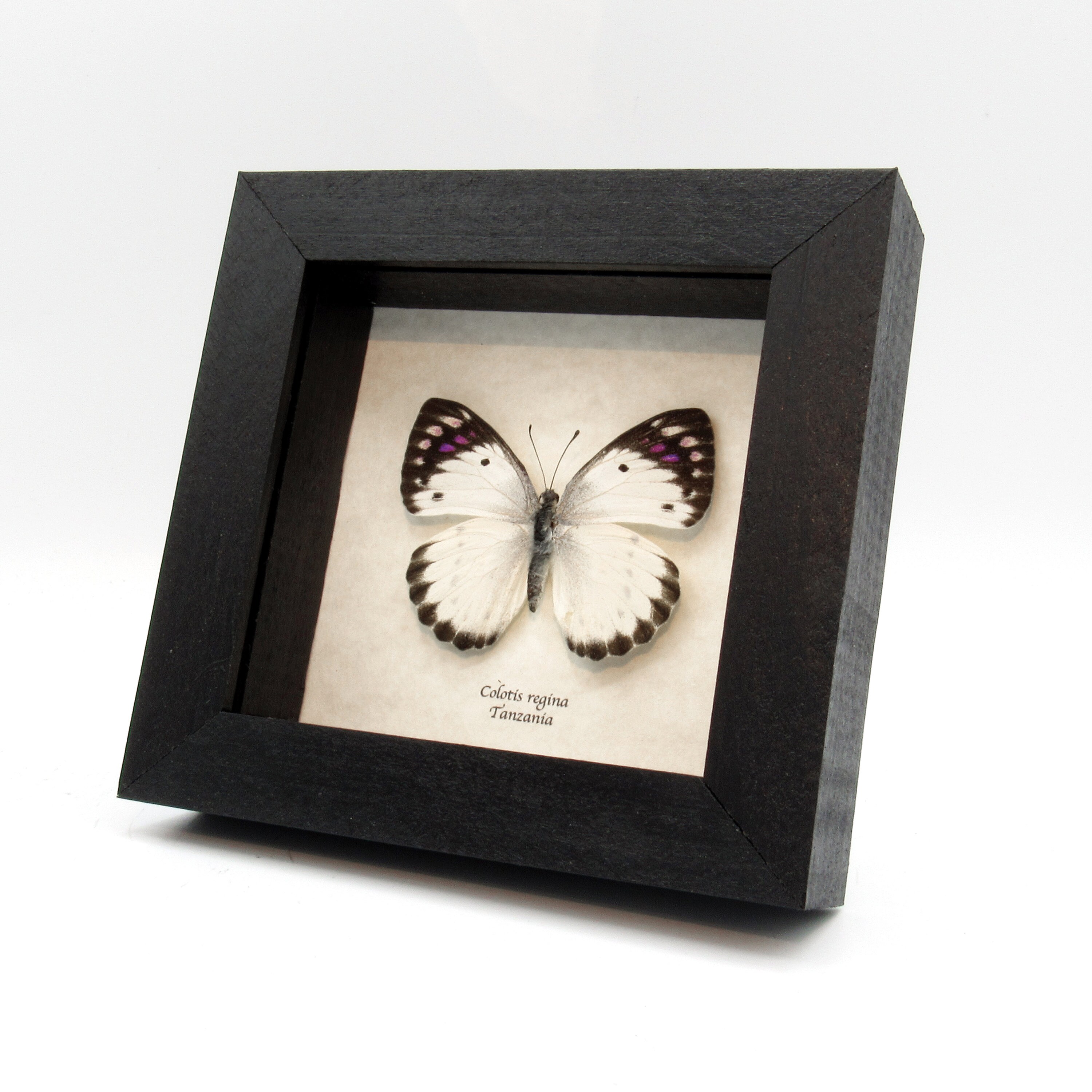 Real Purple Tip Butterfly Framed Taxidermy Colotis Regina - Etsy