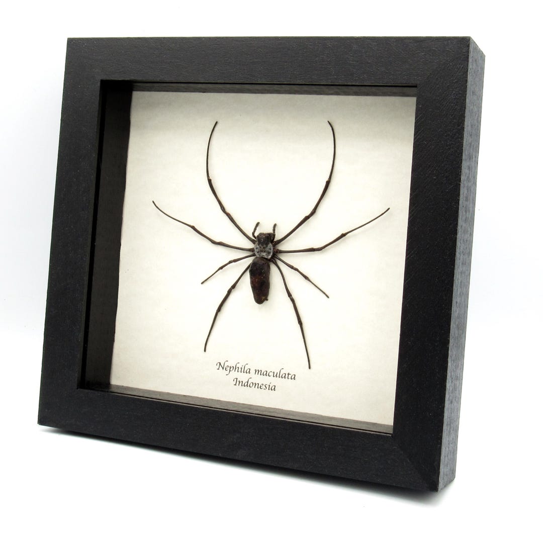 Real Giant Wood Spider Framed Taxidermy - Nephila Maculata - Etsy
