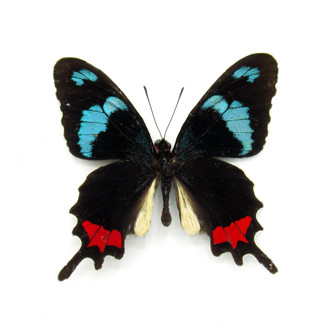 Very Rare Real Blue Cattleheart Butterfly Framed Taxidermy - Parides ...