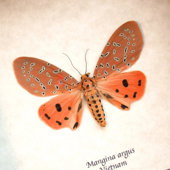 Real Millennial Pink Mangina Moth Framed Taxidermy Mangina - Etsy