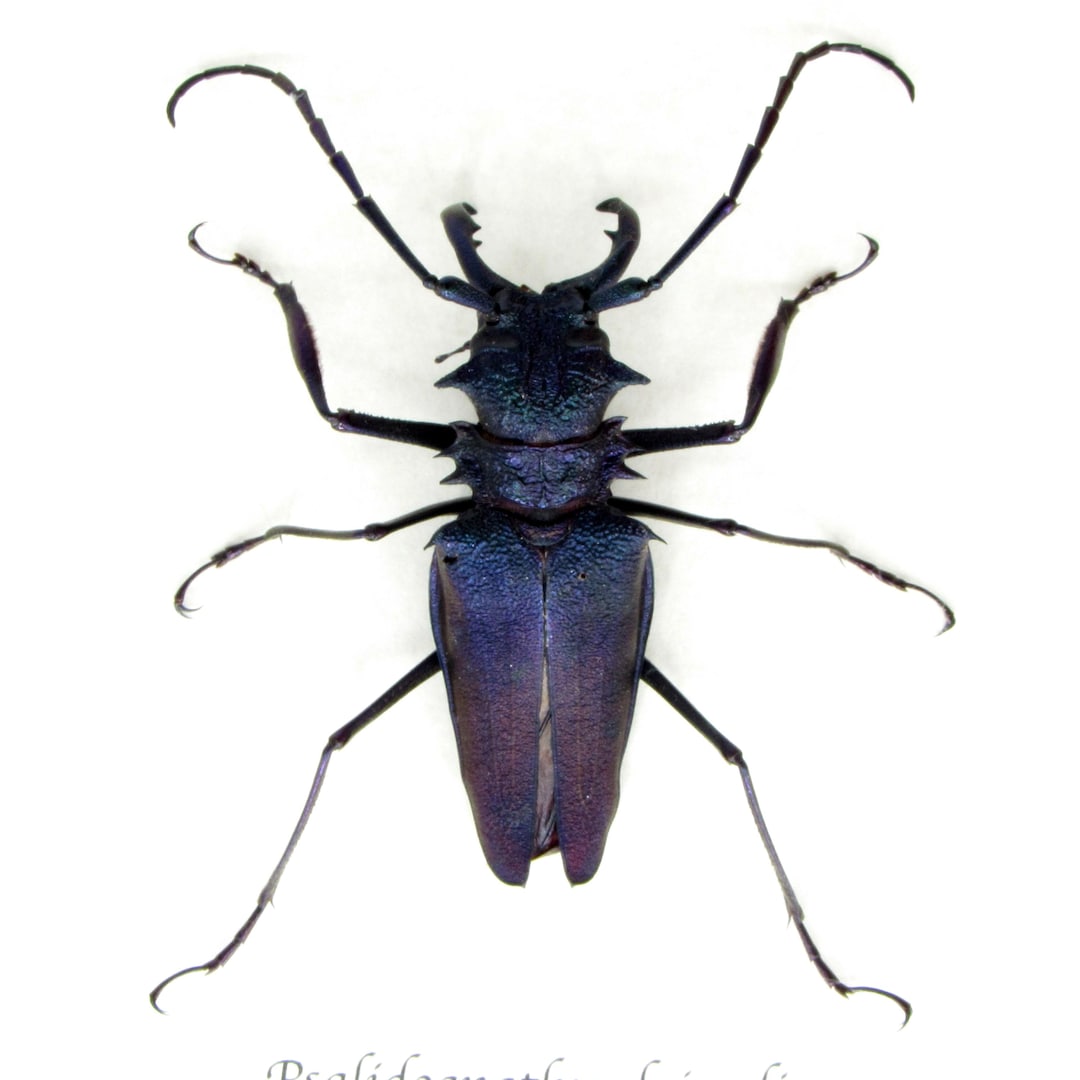 Very Rare XL Metallic Purple Longhorn Beetle Framed Taxidermy ...