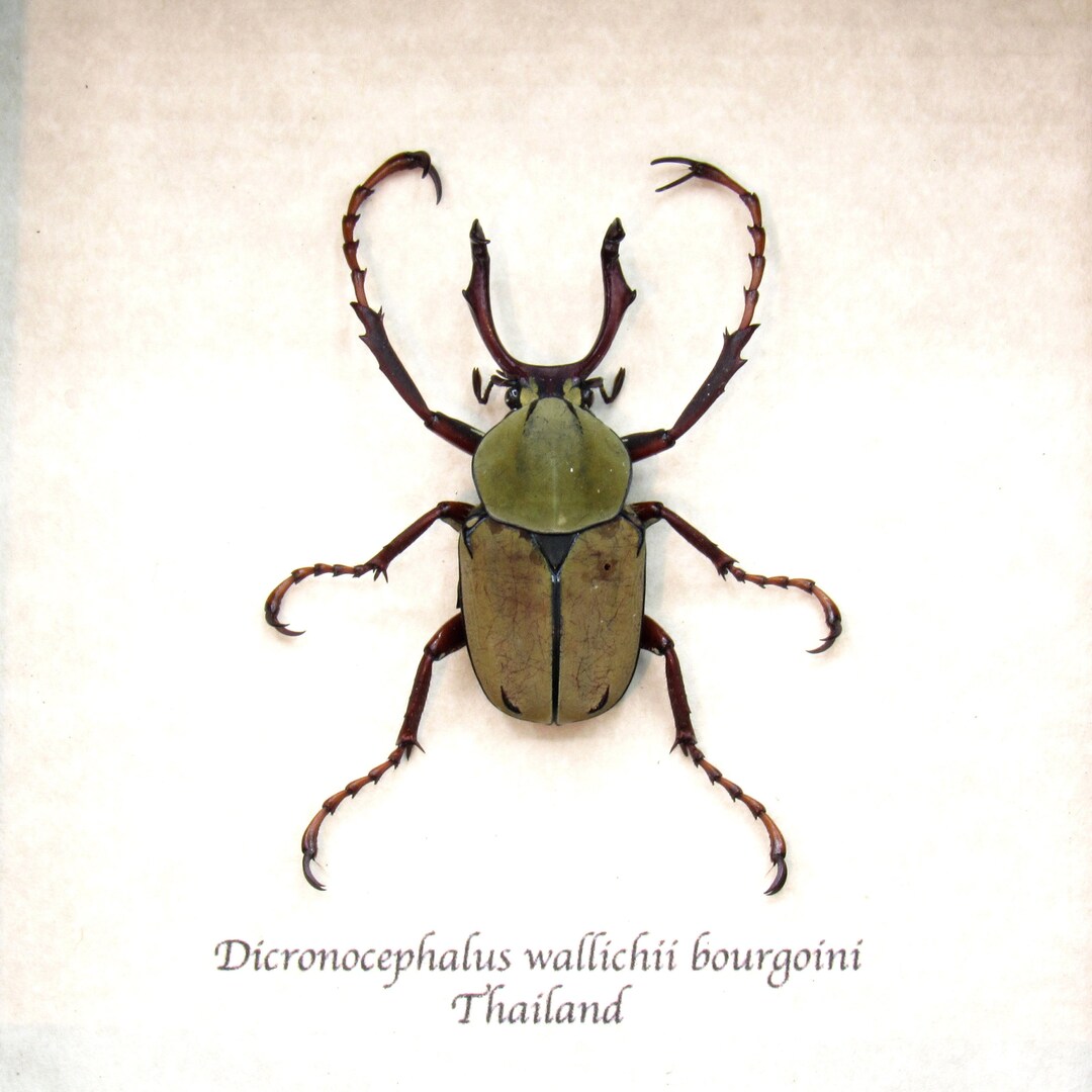 Real Stag Beetle Framed Taxidermy Dicranocephalus Wallichii Bourgoini ...