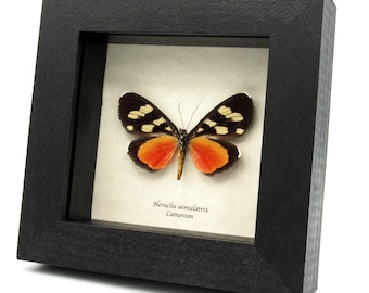 Rare Metallic Green Princely Tiger Moth Framed Taxidermy - Chrysocale ...