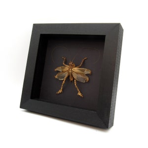 Rare Carnivorous Pakistani Desert Cricket Framed Taxidermy ...