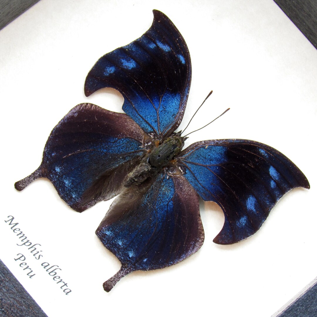Rare Blue Hatchet Wing Butterfly Framed Taxidermy - Memphis Alberta - Etsy
