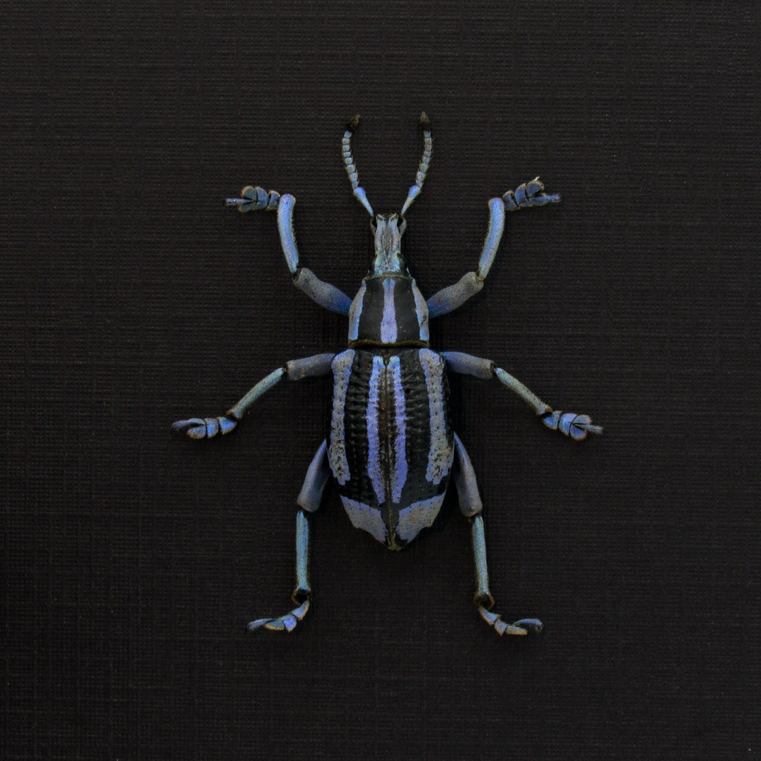 Rare Purple Weevil Framed Taxidermy - Eupholus Bennetti - Etsy