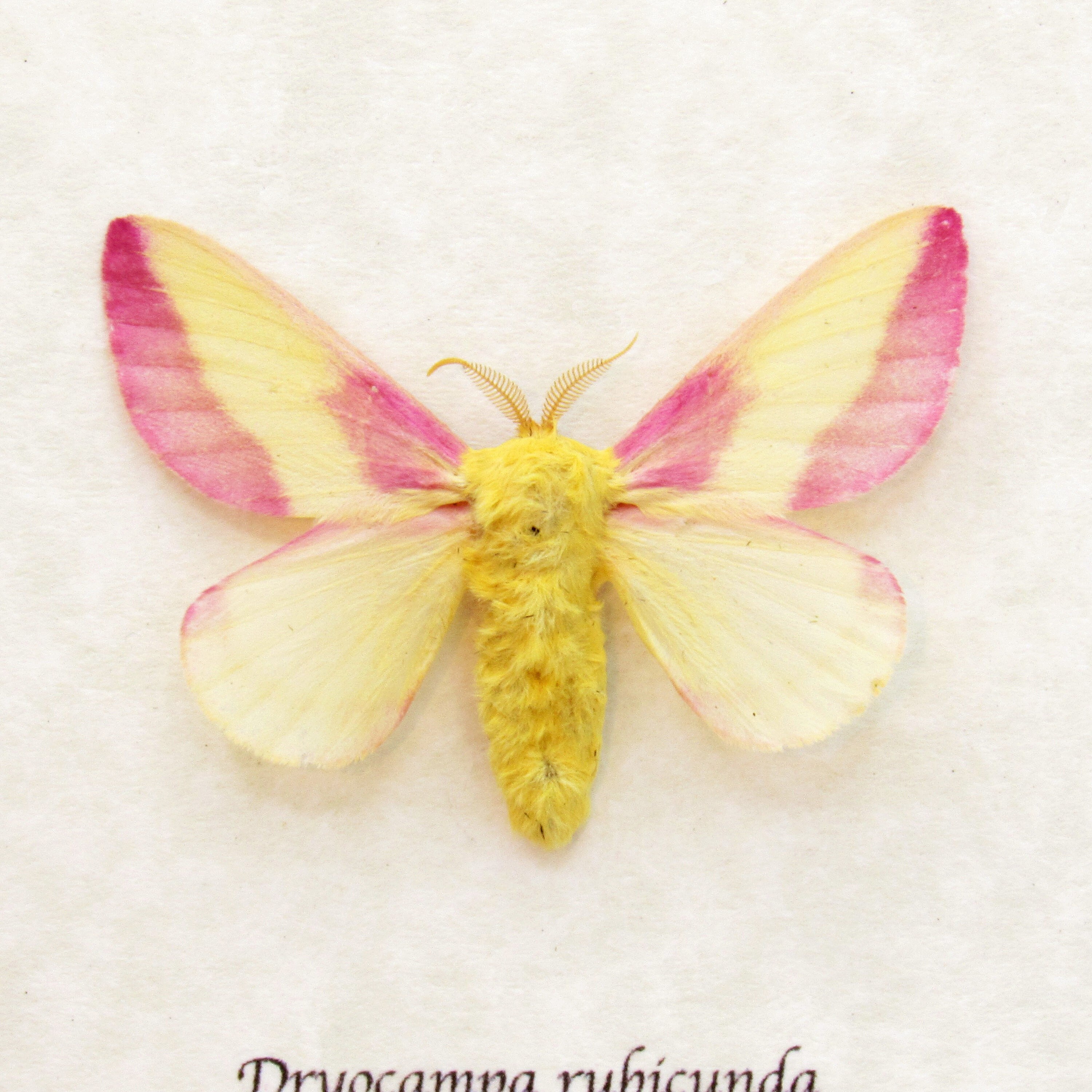 Rosy Maple Moth Pet