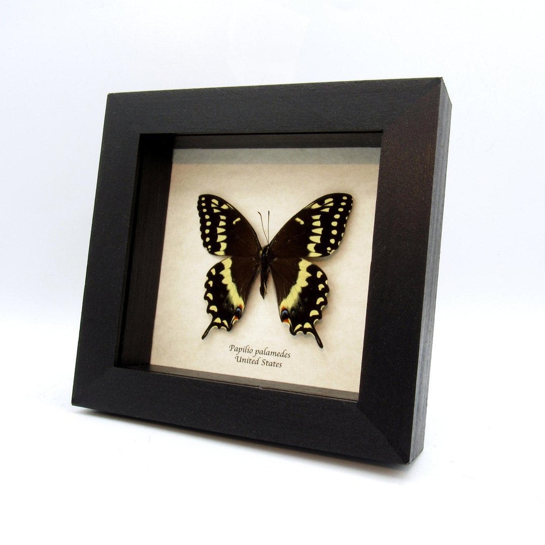 Real Laurel Swallowtail Butterfly Framed Taxidermy - Papilio Palamedes ...