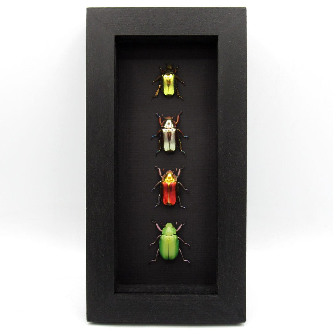 Real Rare Jewel Beetles Framed Specimen Collection - Etsy