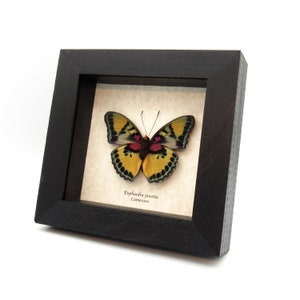 Rare Forester Butterfly Framed Taxidermy - Euphaedra Janetta - Etsy