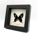 Very Rare Real Blue Cattleheart Butterfly Framed Taxidermy Parides ...