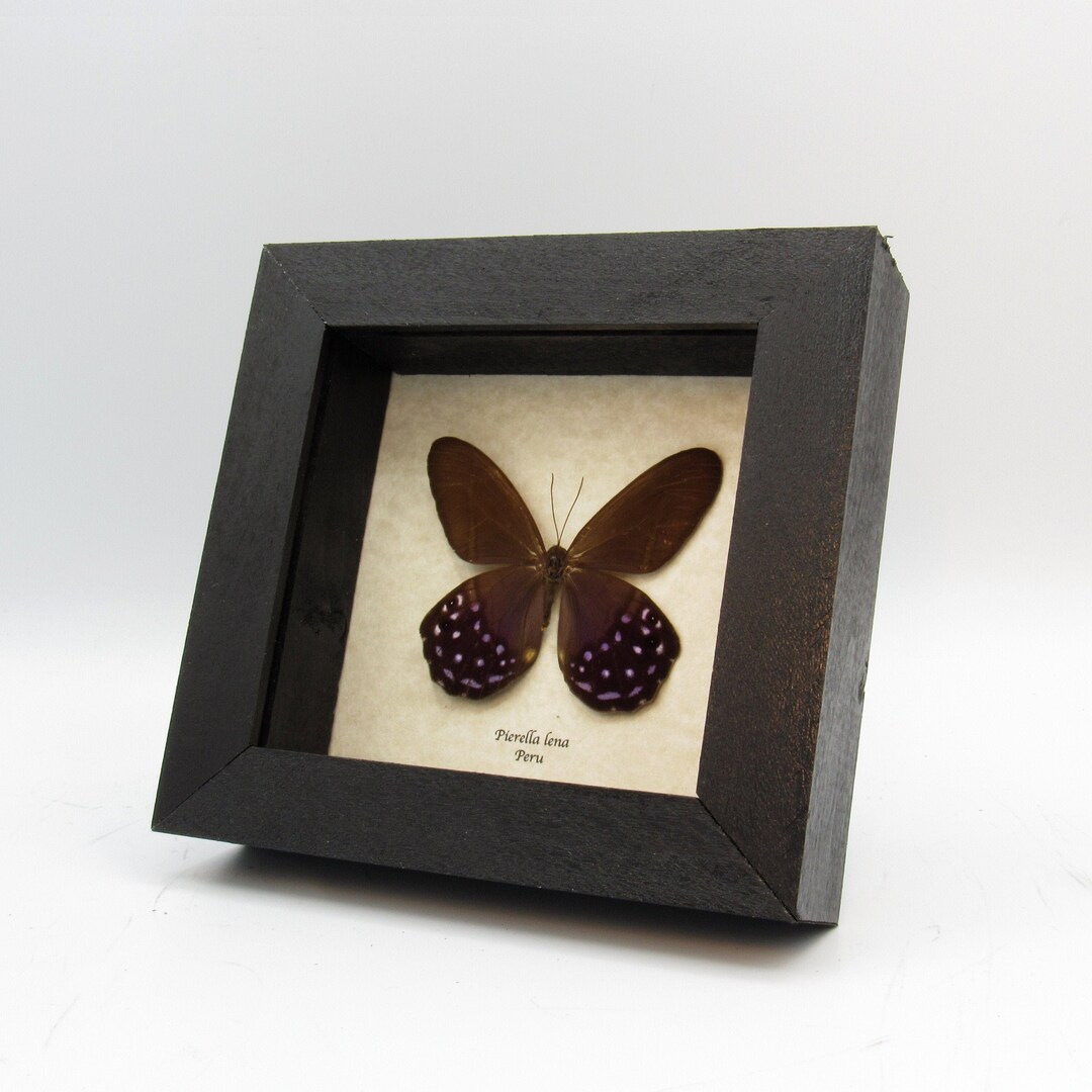 Real Purple Butterfly Framed Taxidermy - Pierella Lena - Etsy