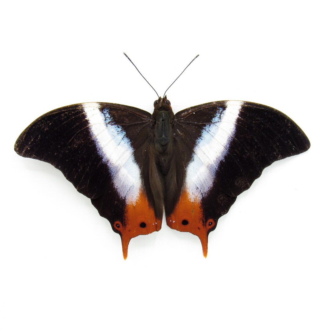 Real Violet Banded Palla Butterfly Framed Taxidermy - Palla Violinitens ...
