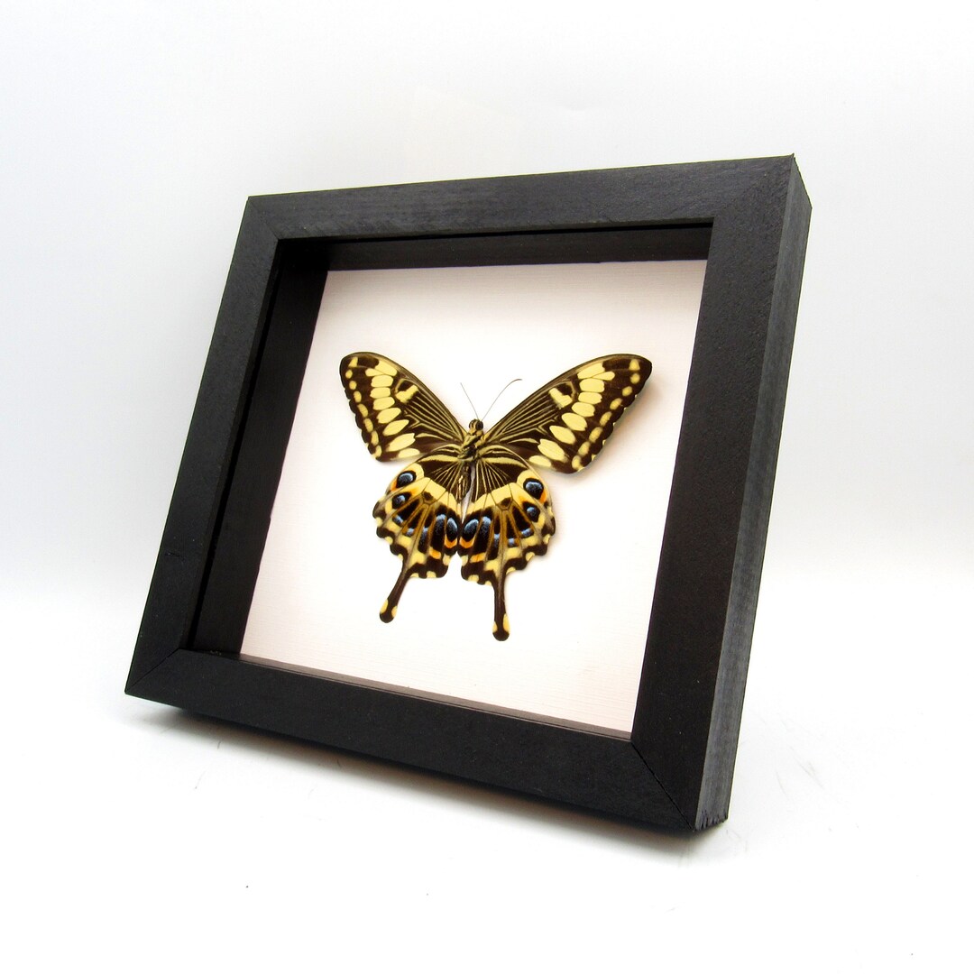 Real Giant Emperor Swallowtail Butterfly Framed Taxidermy - Papilio ...