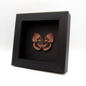 Rare Rose Butterfly Framed Taxidermy - Anaea Anna - Etsy