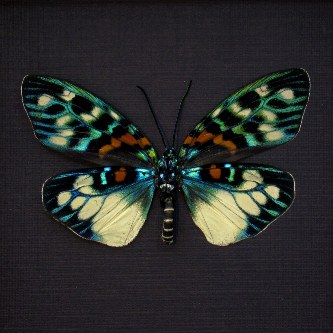 Real Metallic Day Flying Moth Framed Taxidermy Erasmia Pulchera ...