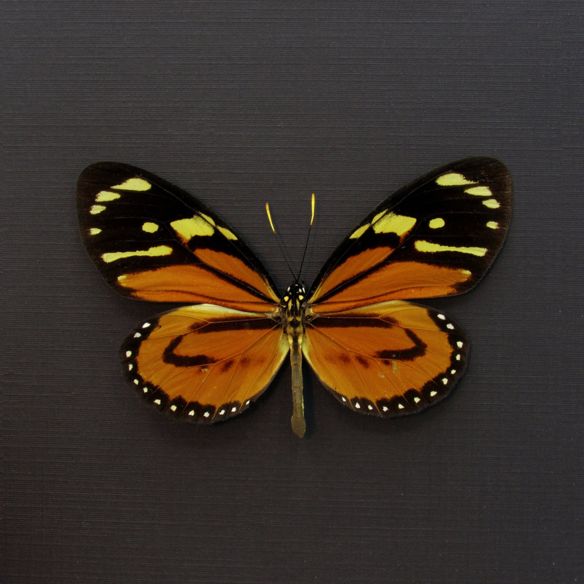 Real Orange Tropical Milkweed Butterfly Framed Taxidermy - Lycorea ...
