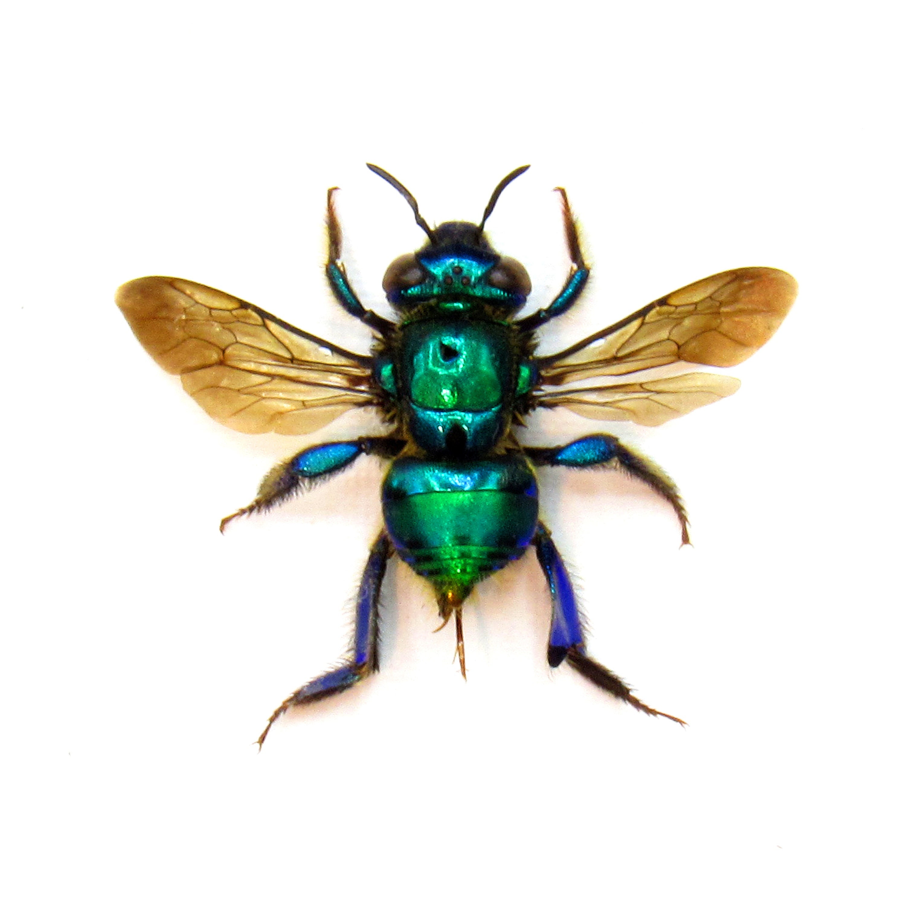 Rare XL Green Metallic Orchid Bee Framed Taxidermy Euglossa - Etsy