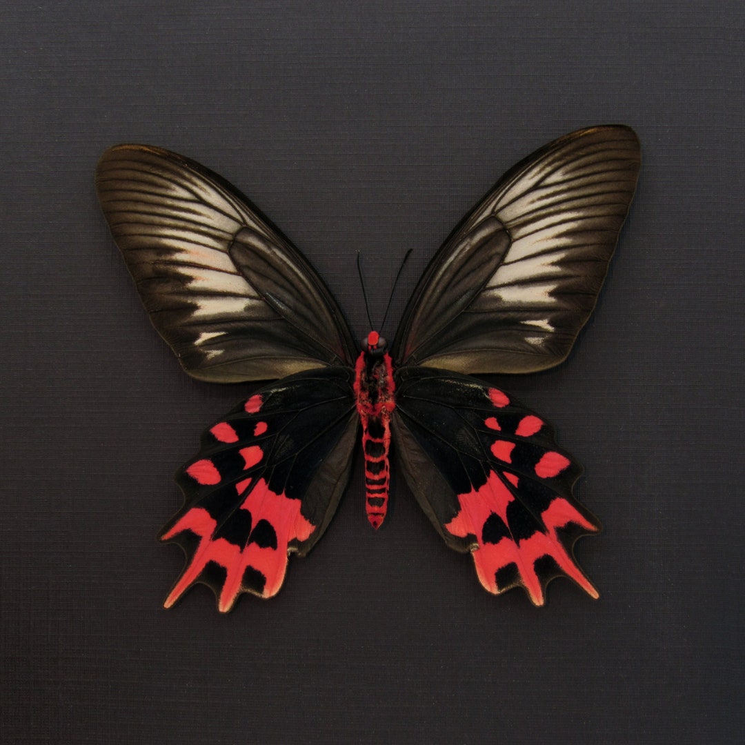 Real XL Vampire Butterfly Framed Taxidermy Atrophaneura Semperi ...