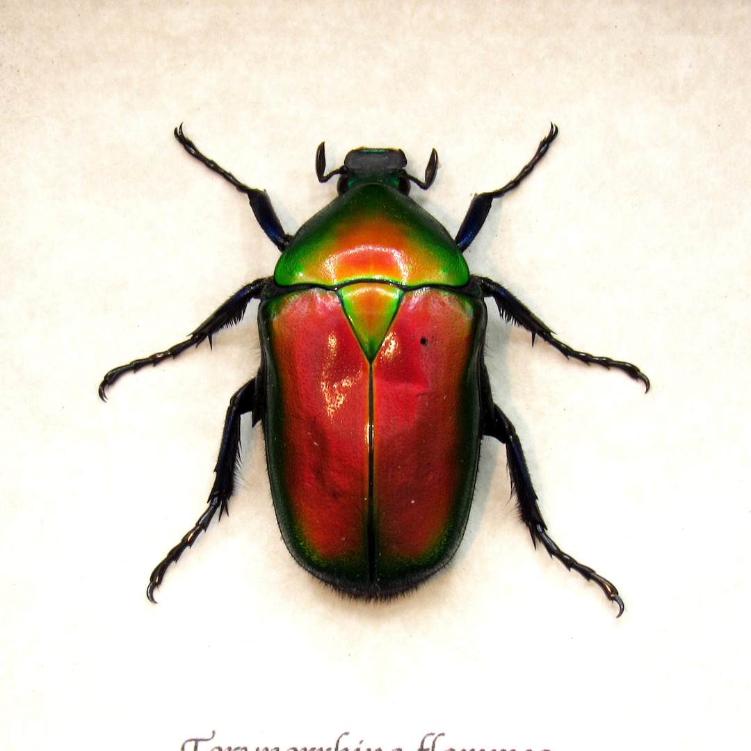 Real Red Scarab Beetle Framed Taxidermy Torynorrhina Flammea - Etsy