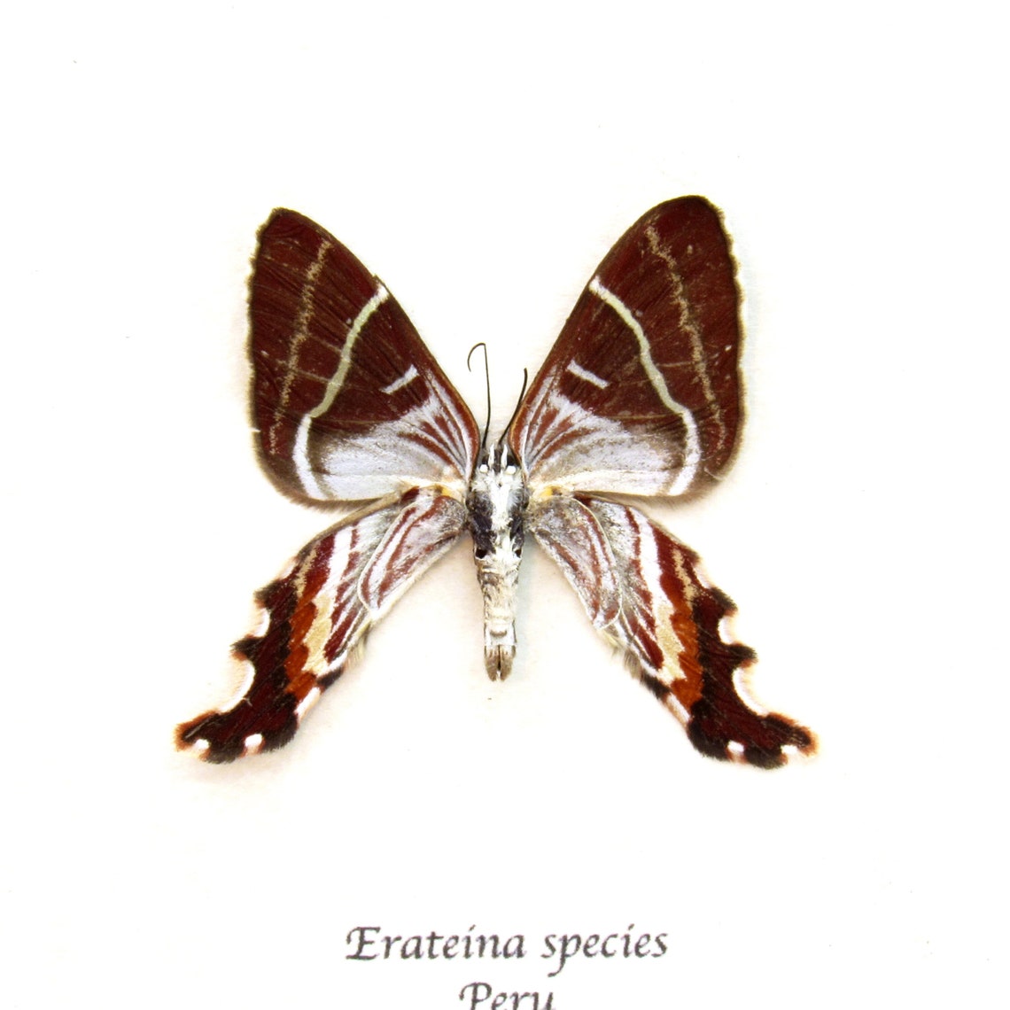 Rare Geometer Moth Framed Taxidermy - Erateina Species - Etsy
