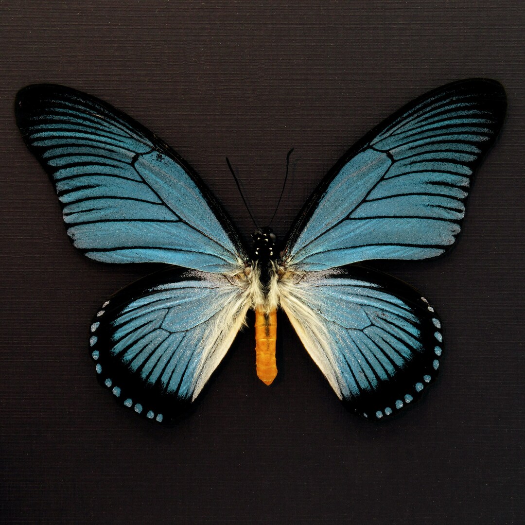 Real Giant Blue Swallowtail Butterfly Framed Taxidermy - Etsy