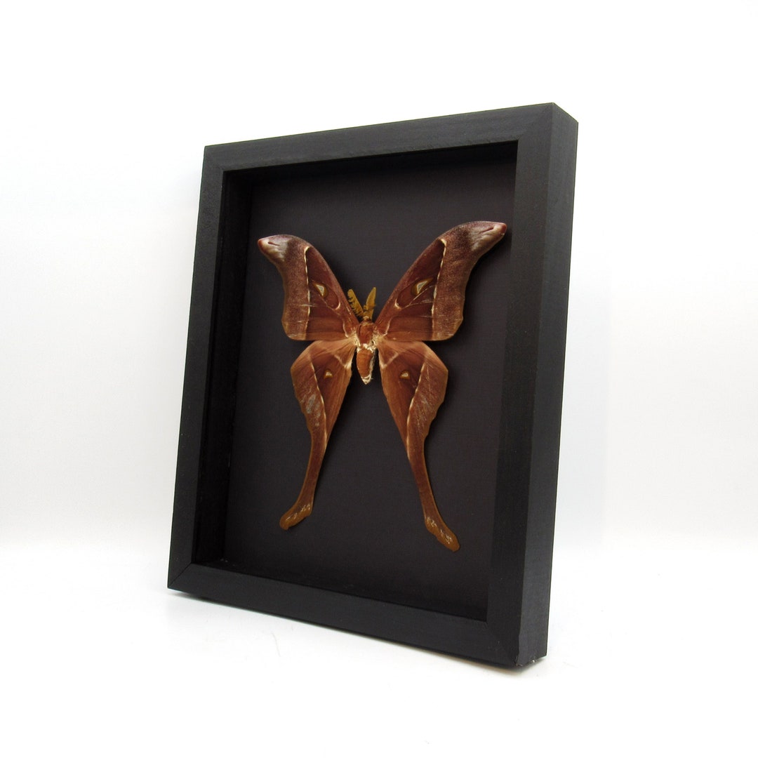 Rare Giant Hercules Atlas Moth Framed Taxidermy - Coscinocera Hercules ...