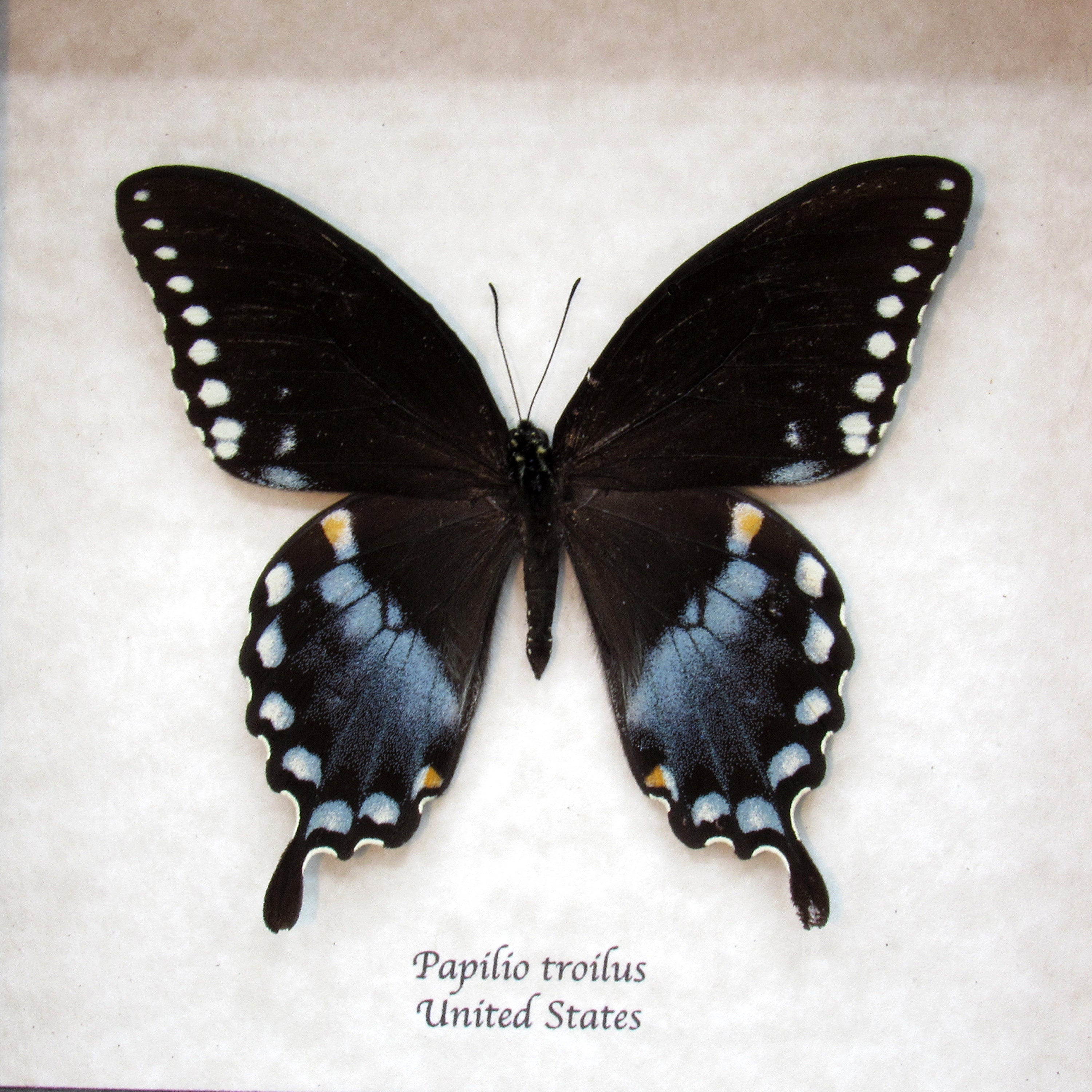 Spicebush Swallowtail Butterfly