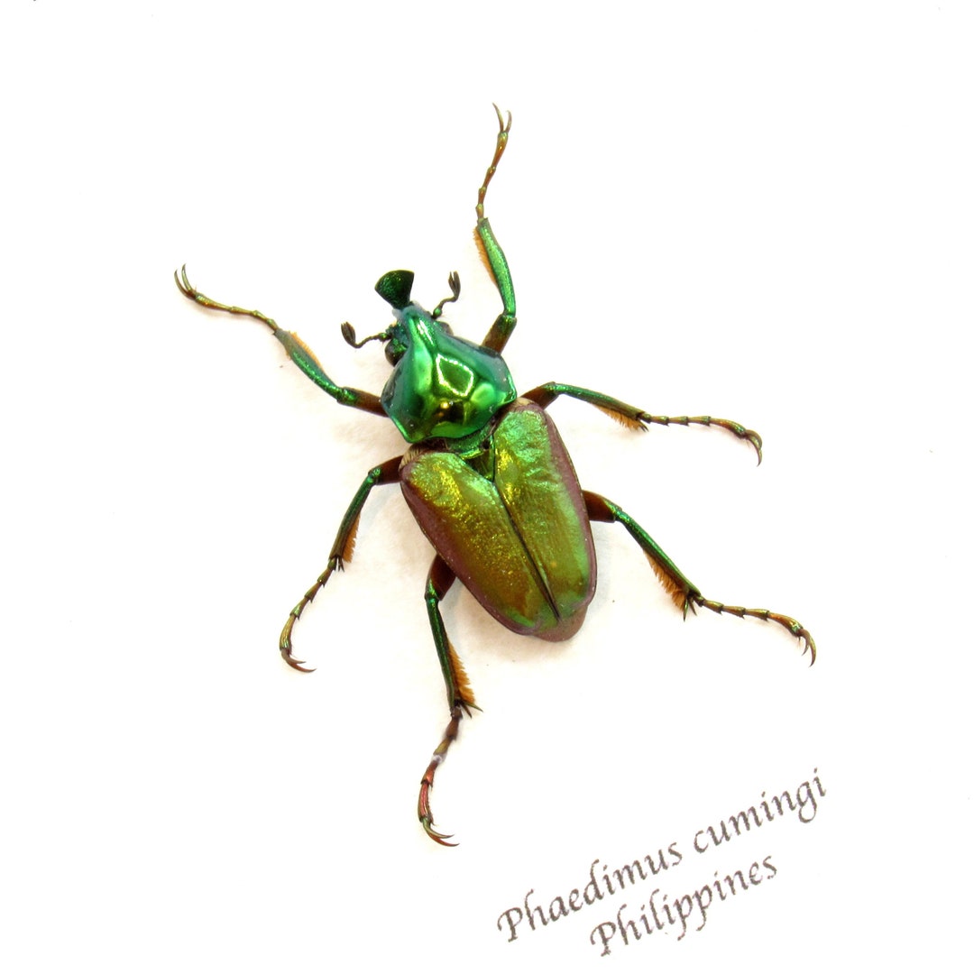 Real Metallic Green Scarab Beetle Framed Taxidermy - Phaedimus Cumingi ...