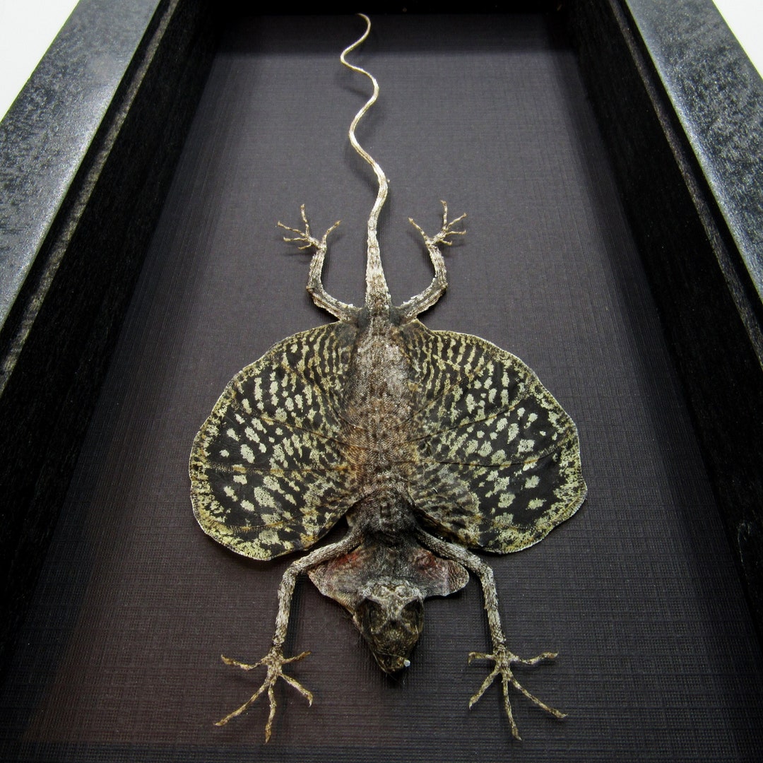 Real Flying Dragon Lizard Framed Taxidermy - Draco Volans Volans - Etsy