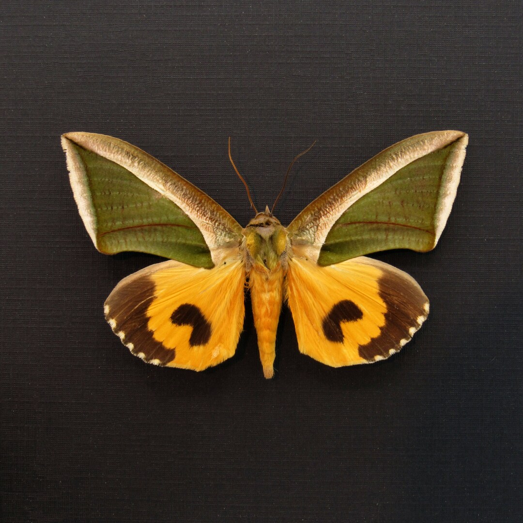 Real Leaf Mimic Fruit Piercing Moth Framed Taxidermy Eudocima Species ...