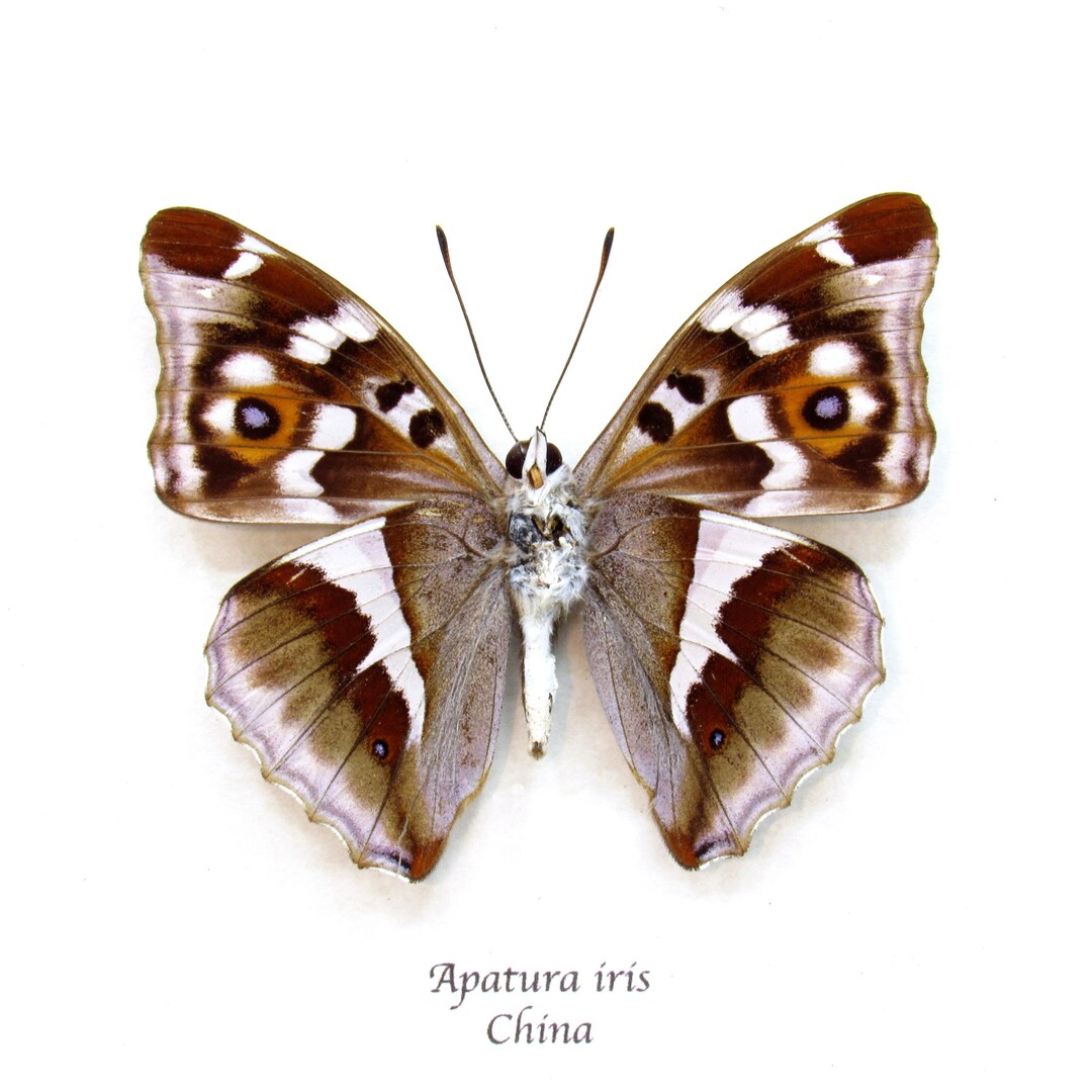 Real Purple Emperor Butterfly Framed Taxidermy - Apatura Iris - Etsy
