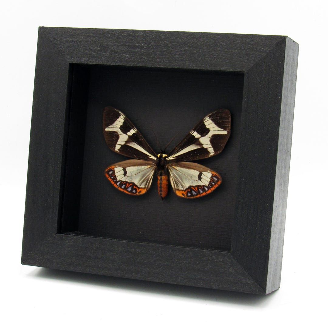 Real Northern Giant Flag Moth Framed Taxidermy - Dysschema Howardi - Etsy