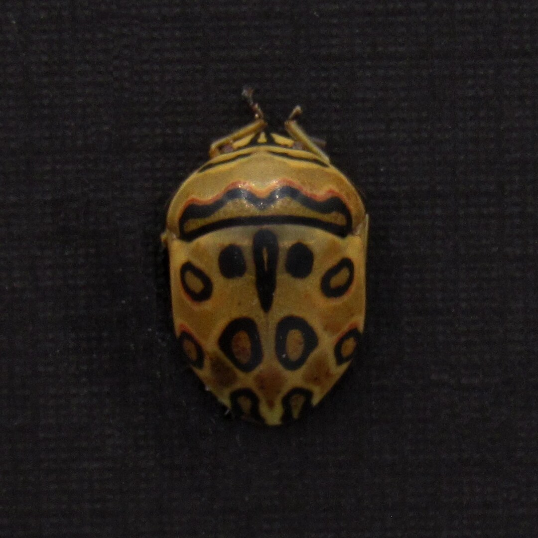 Rare Tiny Picasso Bug Framed Taxidermy - Sphaerocoris Annulus - Etsy