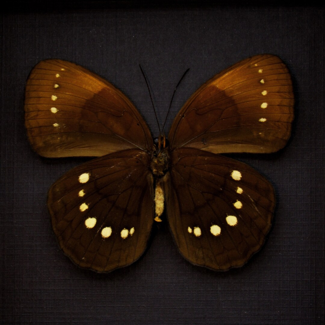Rare Framed Satyr Butterfly Taxidermy Satyridae Species - Etsy