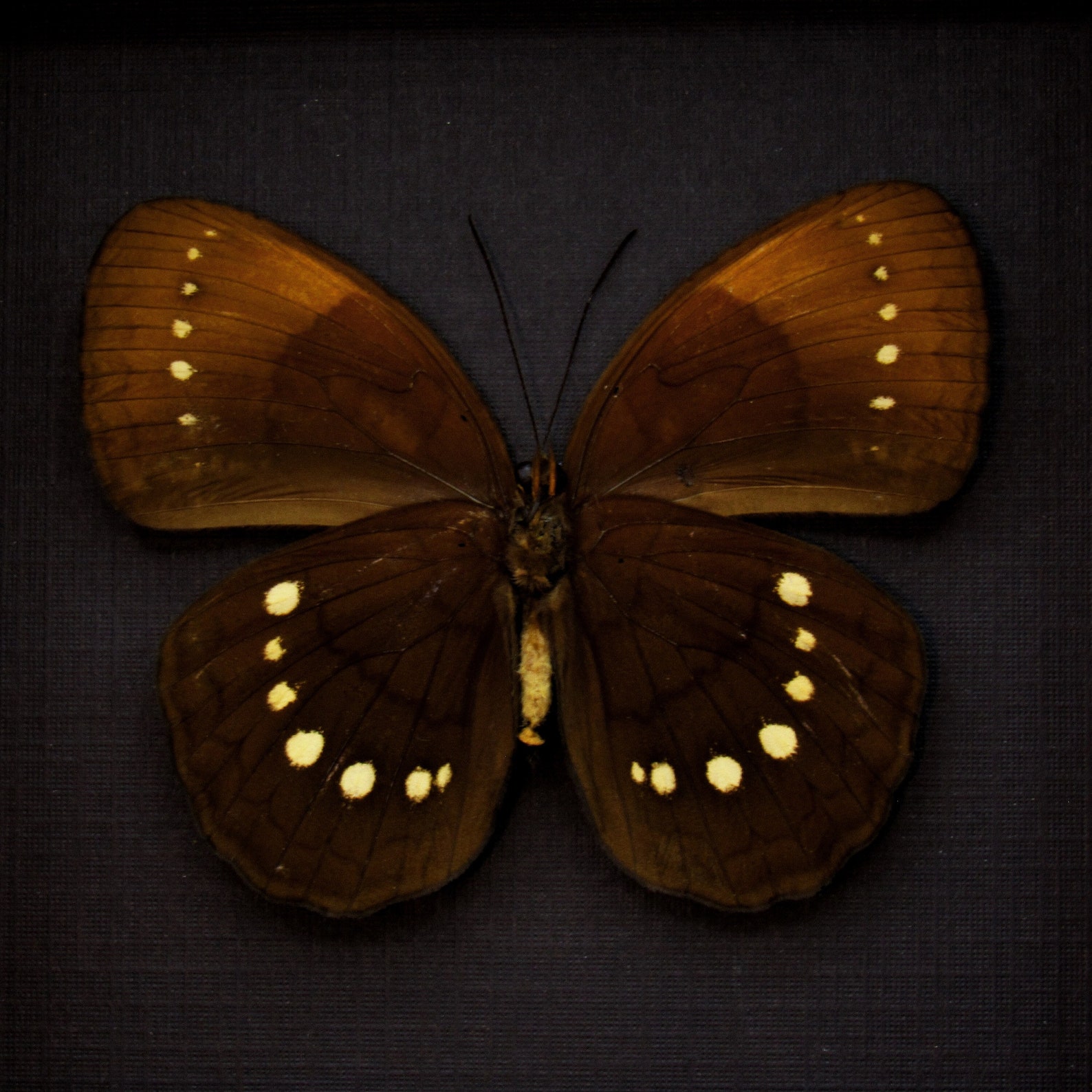 Rare Framed Satyr Butterfly Taxidermy Satyridae Species | Etsy